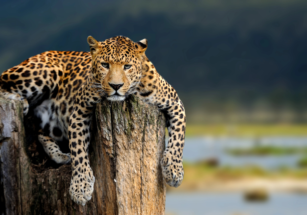 15 leopard safaris worth booking