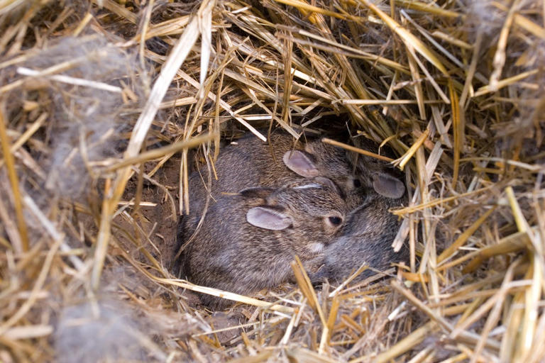 Before you rescue baby bunnies, here’s what wildlife experts want you ...