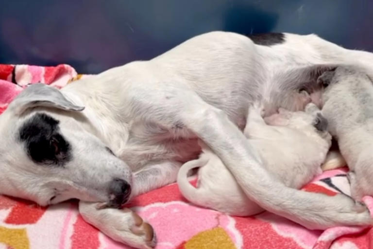 Dog mama's emotional reunion with rescued puppies goes viral!