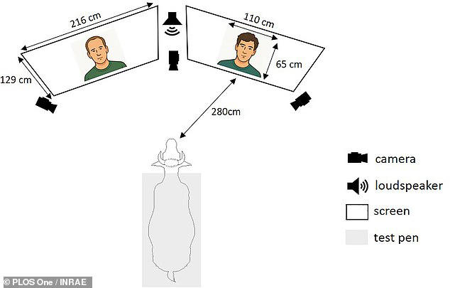 Nice to see moo! Cows recognise a familiar human face, study finds