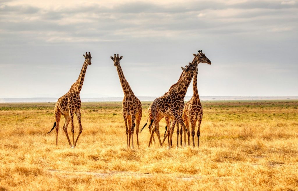 African animals that look calm until their power shows