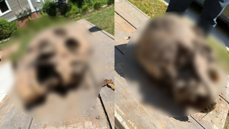 ‘Still shakes me’: Contractor recounts finding human skull in crawl ...