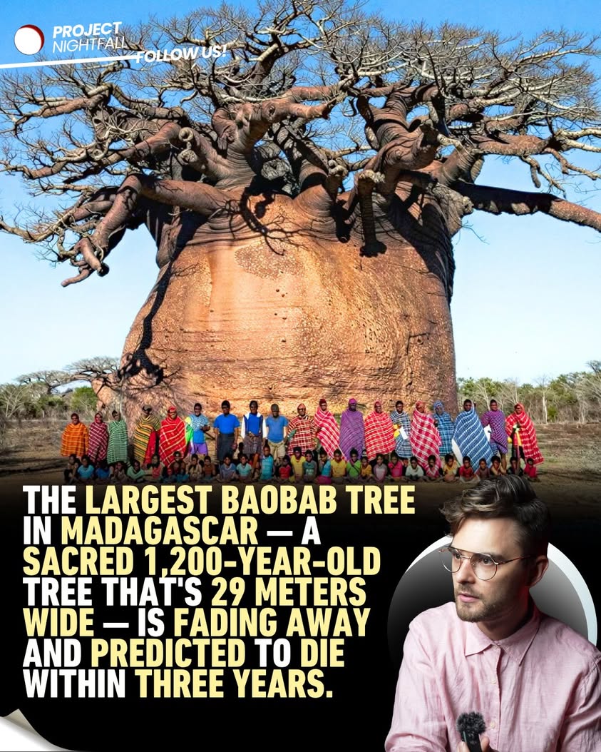 Madagascar's 1,200-year sacred giant crumbles: A living legend falls ...