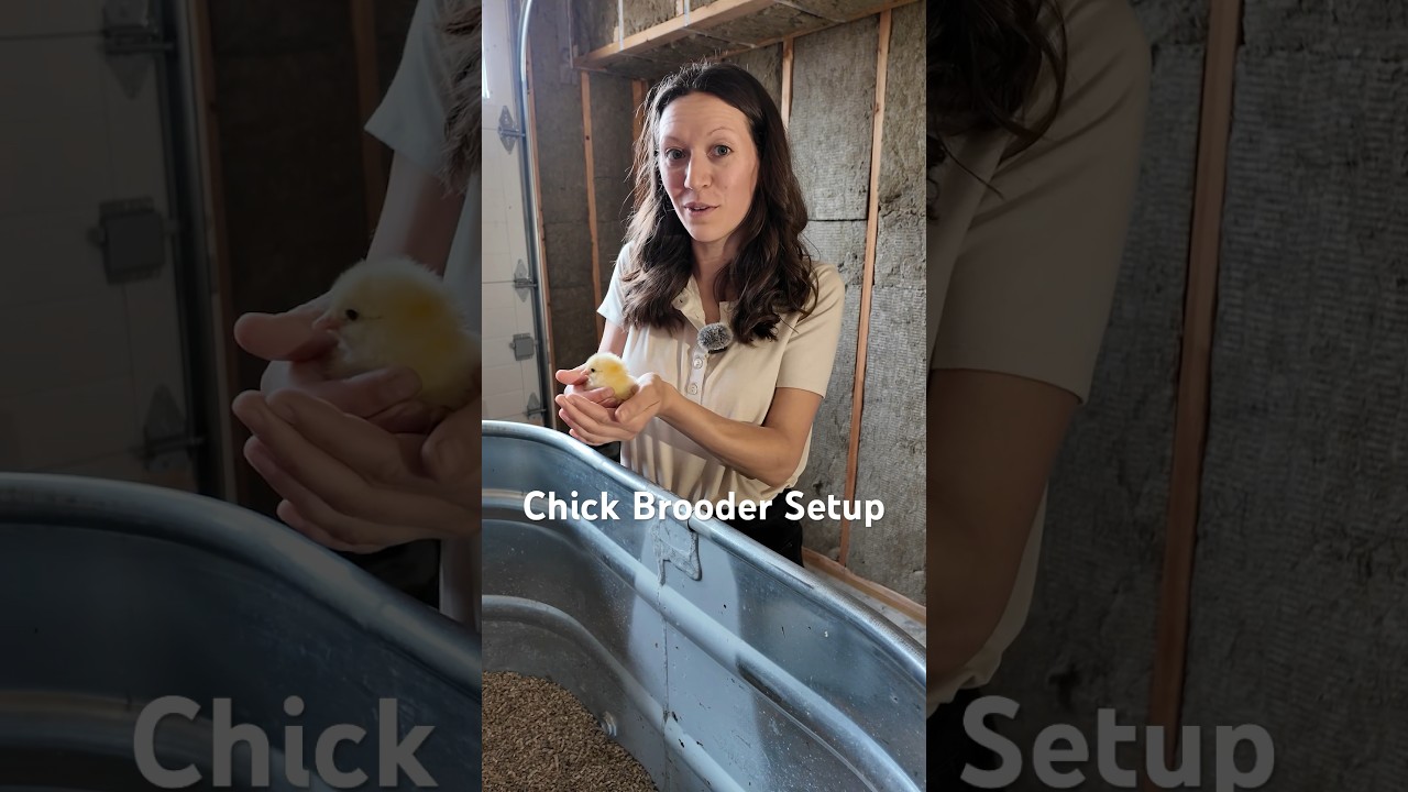 Set up a proper chick brooder with heat and bedding