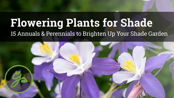 15 best flowering shade plants