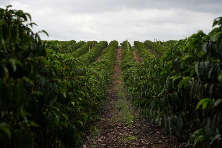 Brazil to export record coffee volume, El Nino in focus, trading firm says
