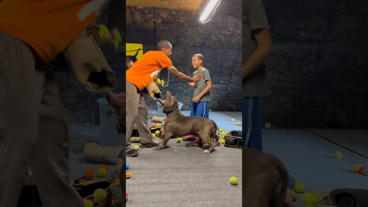 This pitbull stays calm while protecting a child