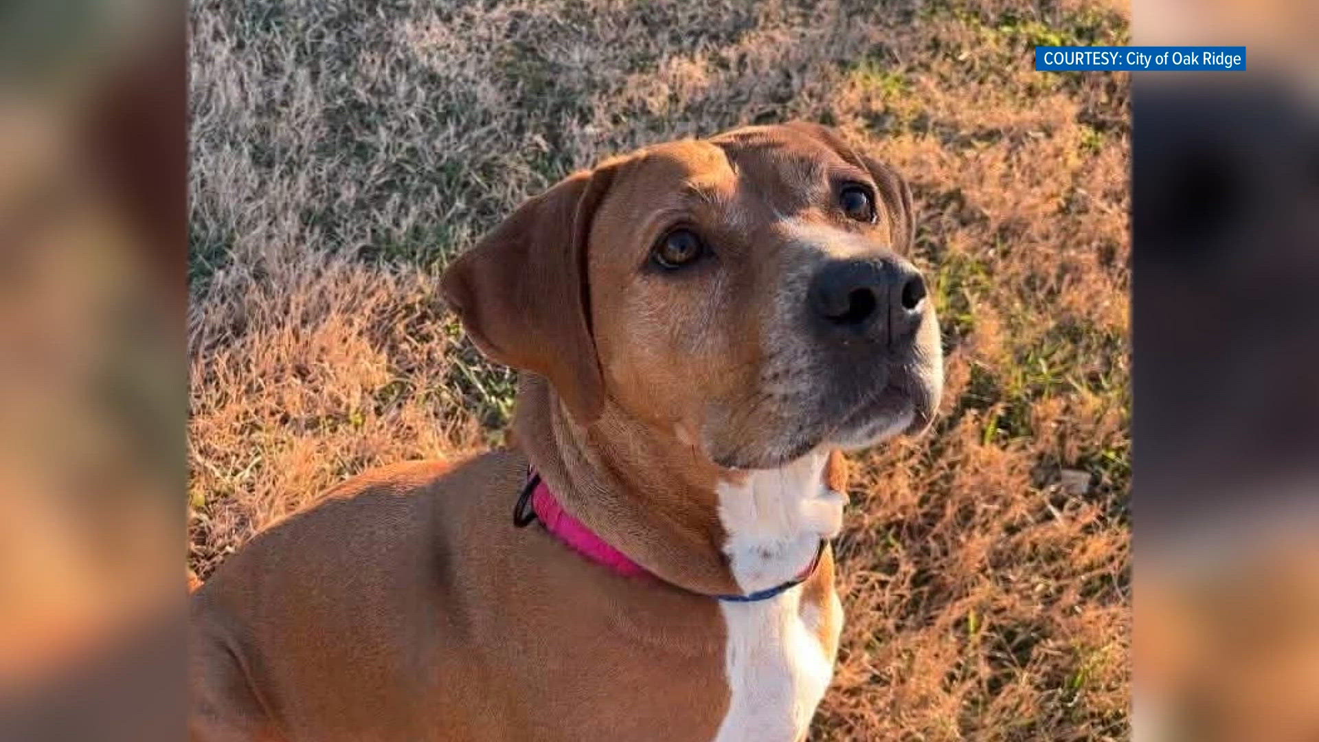 Meet Lyra, a senior girl looking for her fur-ever home