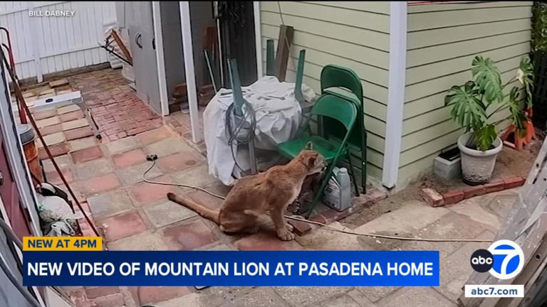 Watch: Mysterious roof poops lead California man to mountain lion encounter