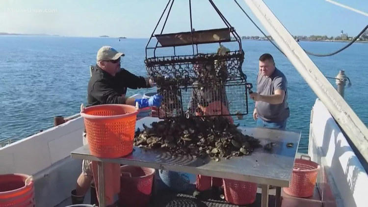 Virginia oyster season expected to stay steady, but economic pressures ...