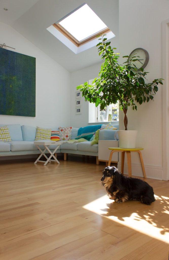 Veterinarians warn pet owners to avoid these 5 common cleaning ingredients