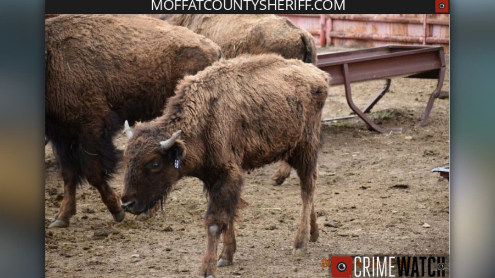 90 bison, mule seized during animal neglect investigation in northwest ...