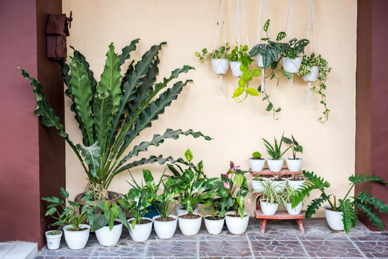 I used to put my houseplants outside in summer—here’s why I stopped