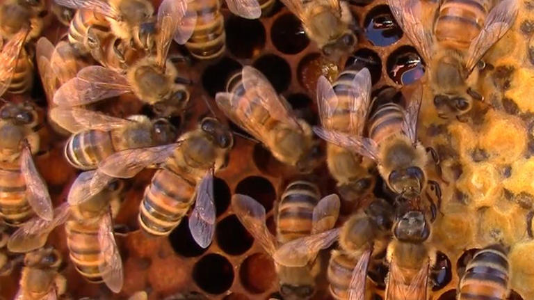 Giornata mondiale delle api, il WWF lancia la petizione “Difendi gli ...