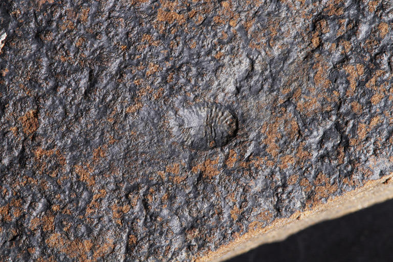 Discovery of new fossils in Northwest Canada changes view of early ...