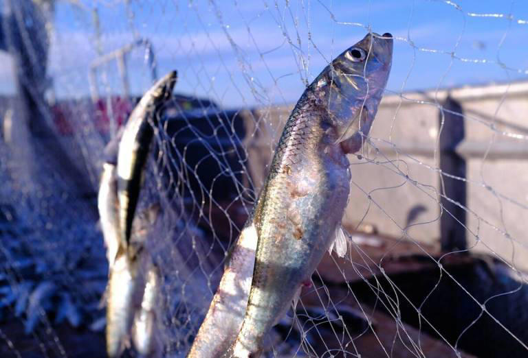 Prolific poacher found to be 'danger' to the community sentenced in ...