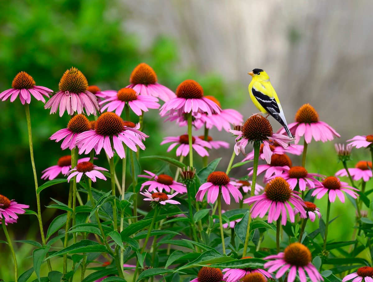 11 most popular perennial flowers for your garden