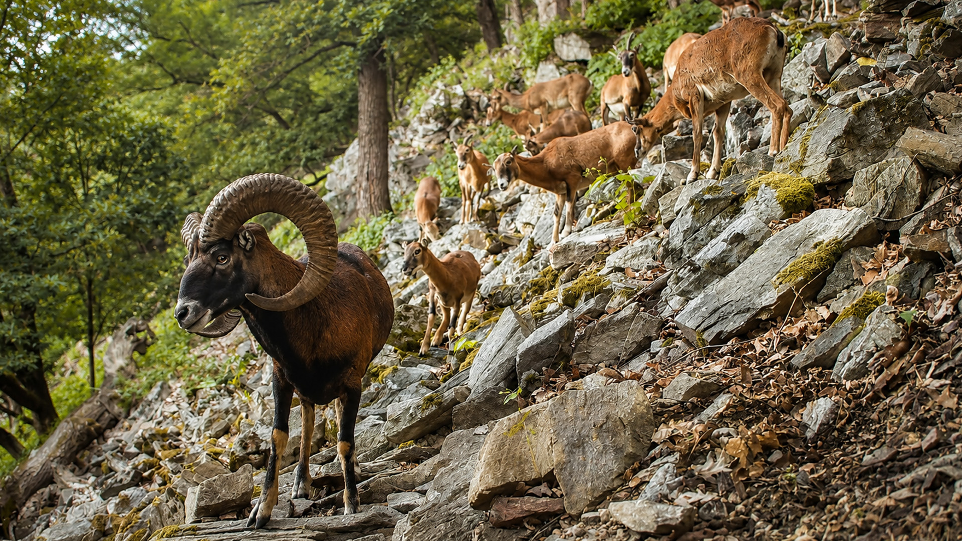 Hidden camera footage shows wild rams navigating steep terrain