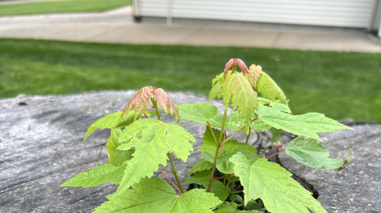 What to do if you find a silver maple tree in your yard