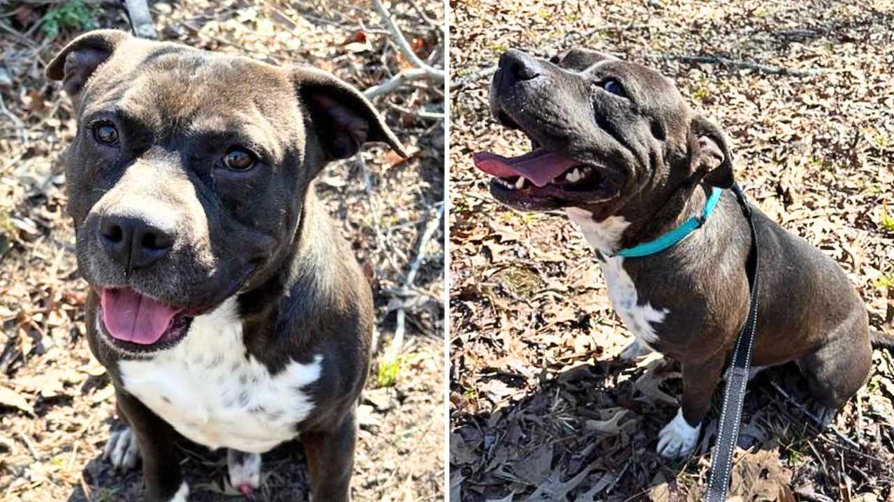 Couch potato pup who loves to be petted is searching for family