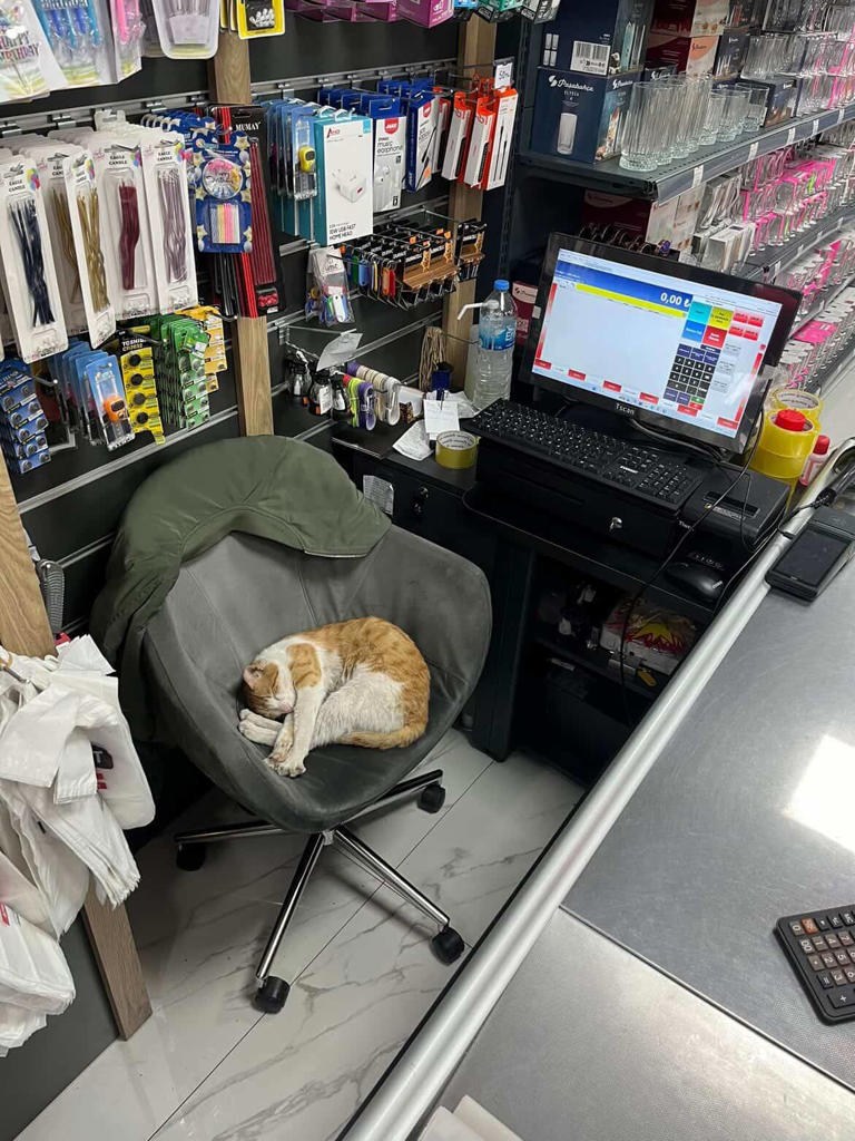 Shopkeeper helps a hungry stray cat — and now gets daily hugs in return