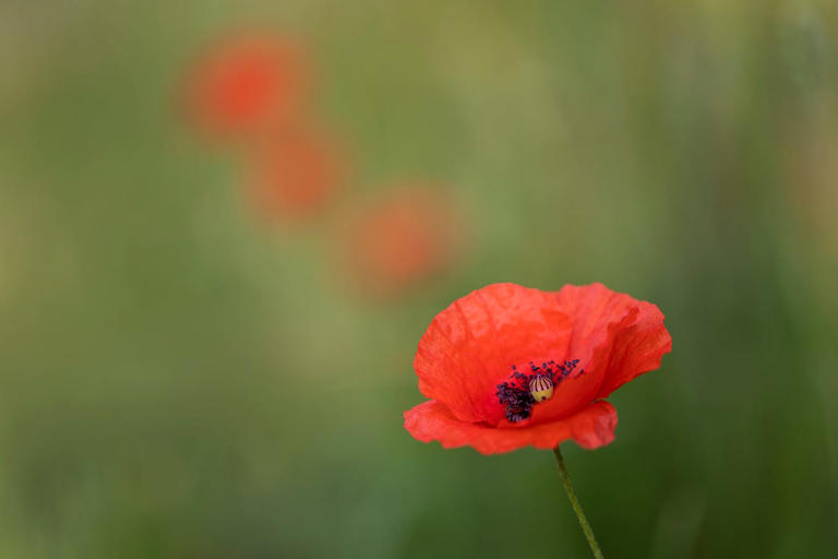 Learn the history and symbolism of the red poppy ahead of Memorial Day