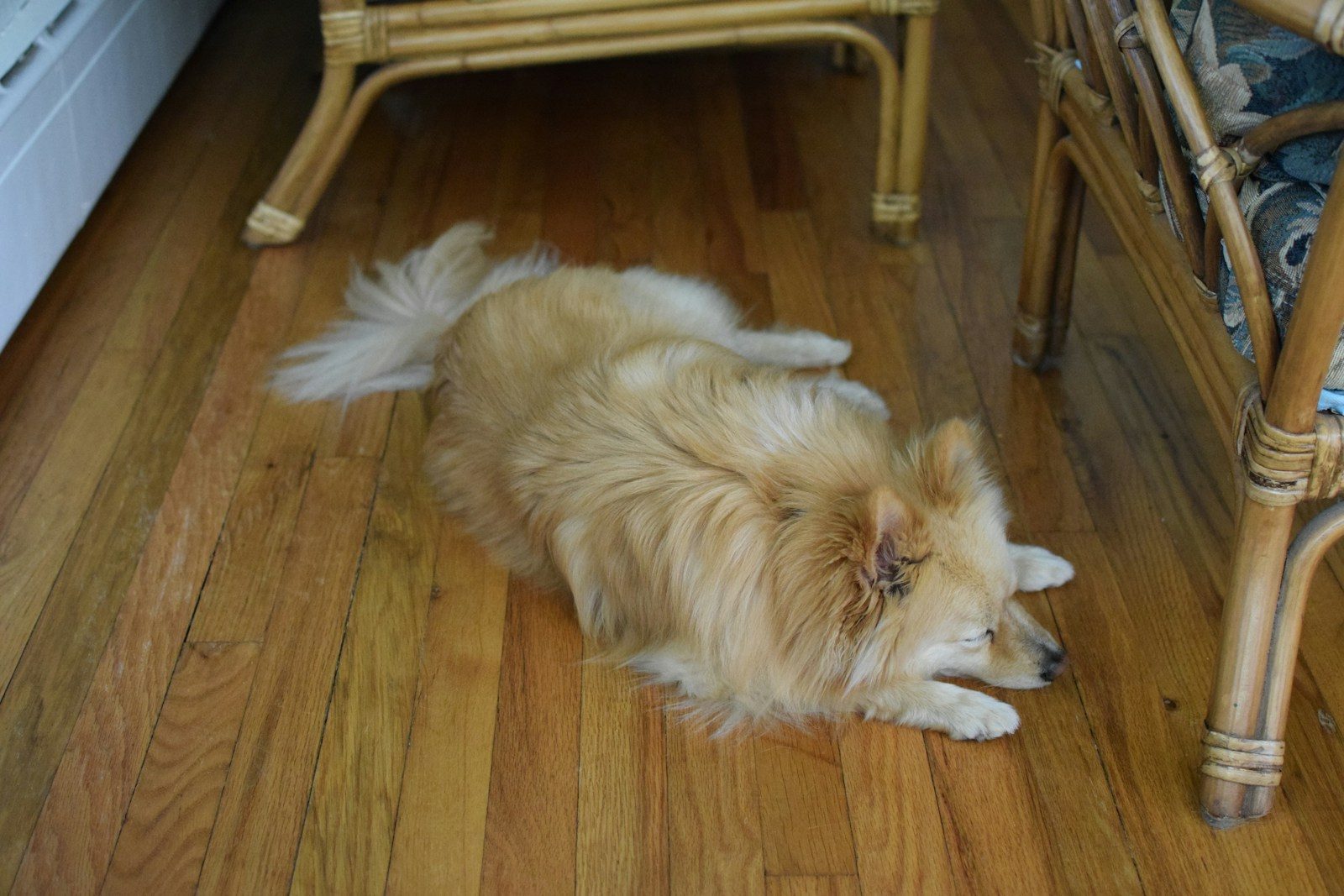 Veterinarians warn pet owners to avoid these 5 common cleaning ingredients