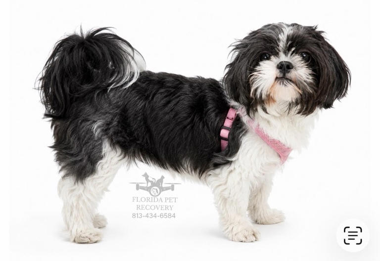 Family offering $25K reward for missing dog