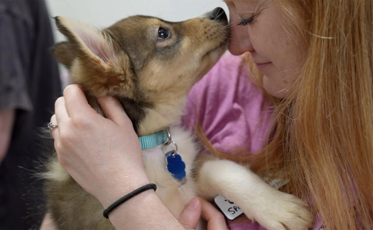 Dozens more animals involved in hoarding case: York County SPCA