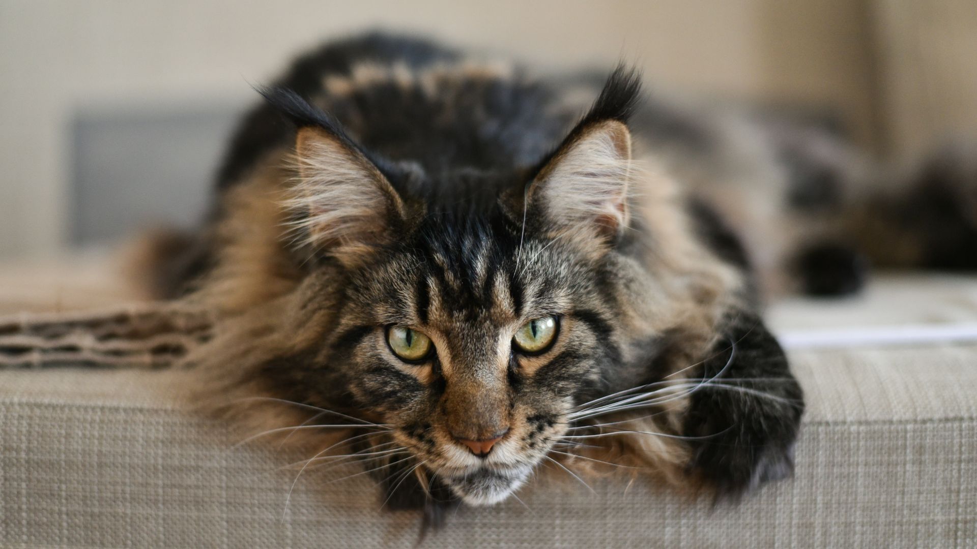 Easiest cat breeds to train