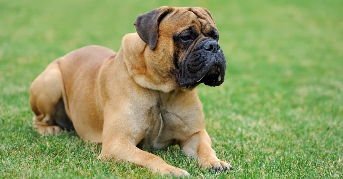 Great Danes are gentle giants, but these 9 large dog breeds are just as ...