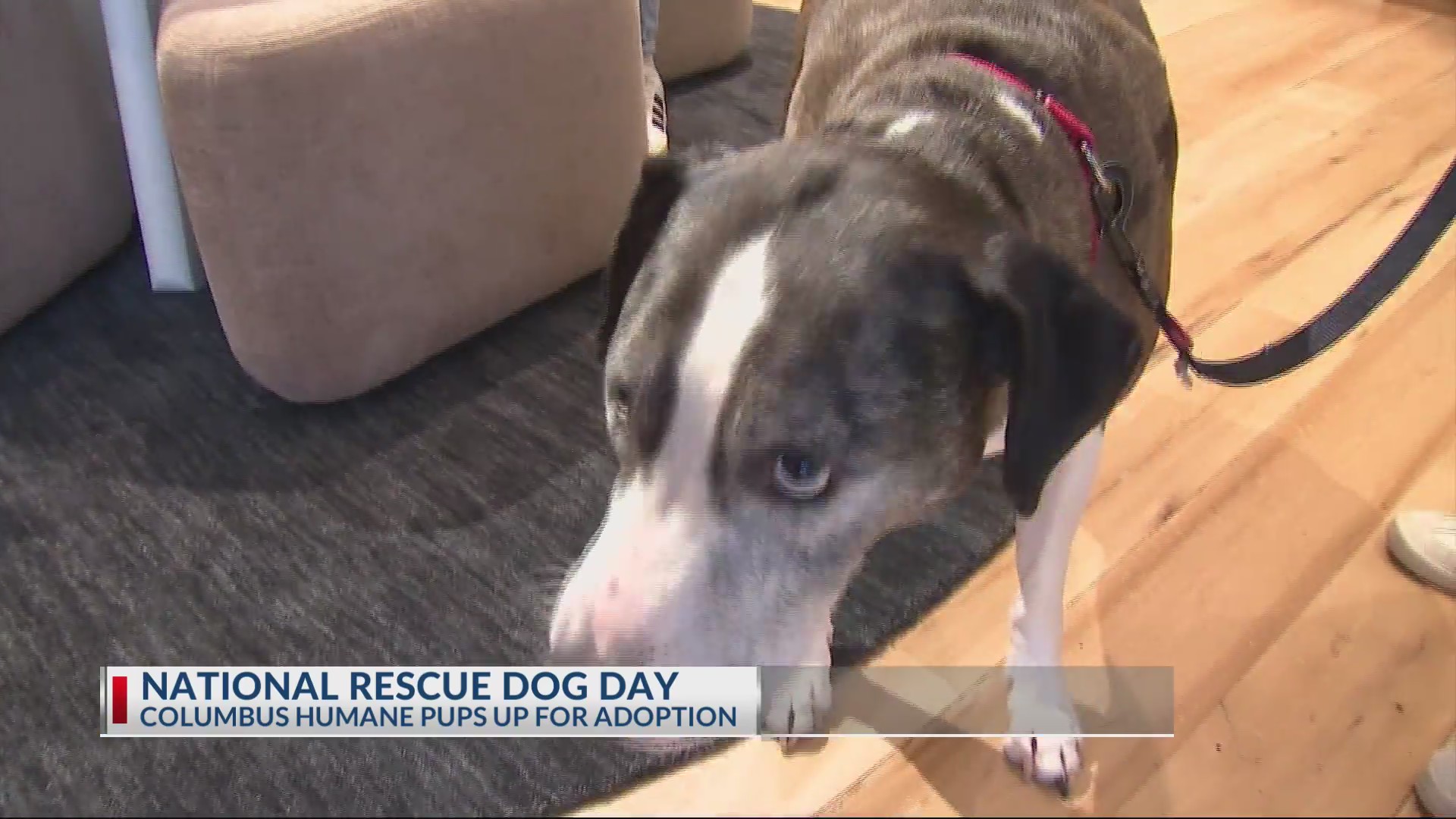 Columbus pups up for adoption on National Rescue Dog Day