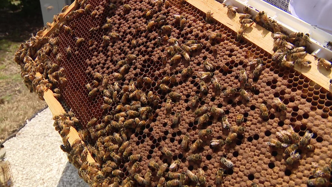 AI robotic beehives deployed in Pasco County farm community