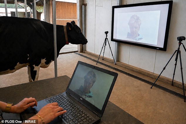 Nice to see moo! Cows recognise a familiar human face, study finds