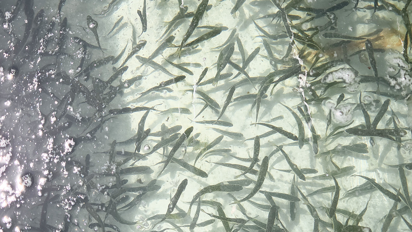 25,000 juvenile Chinook released in lower Smith River