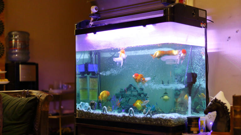 Here's what to do if your fish tank cracks
