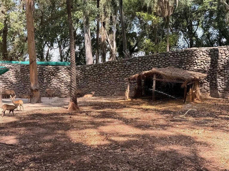 Chhatbir Zoo makes special arrangements to protect animals from ...