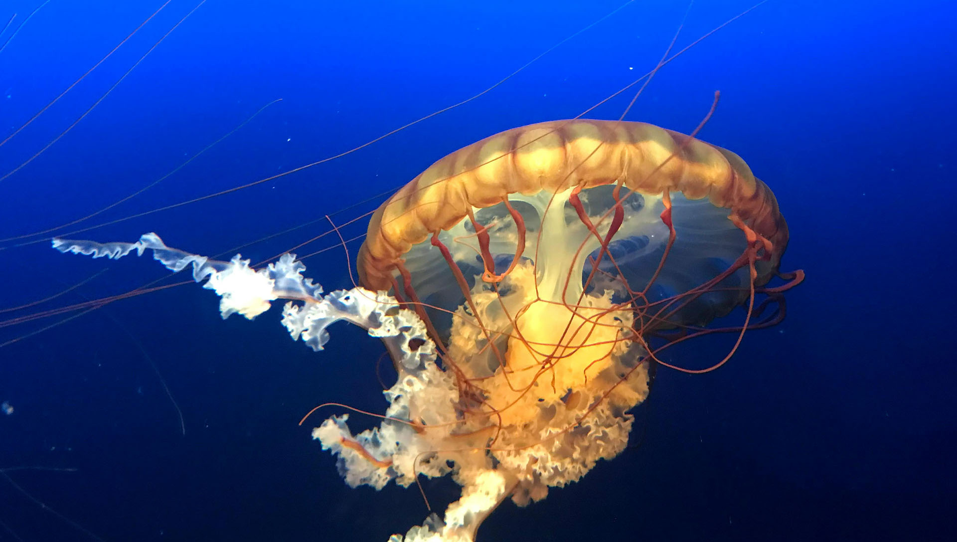 A tiny jellyfish has been quietly spreading across six continents ...