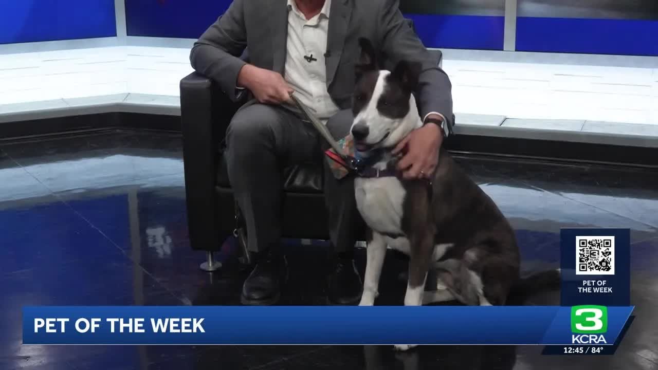 Pet of the week for May 20: Meet Joy