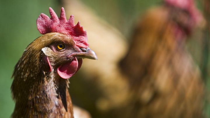 Lilley unleashed: Why are food prices always going up?