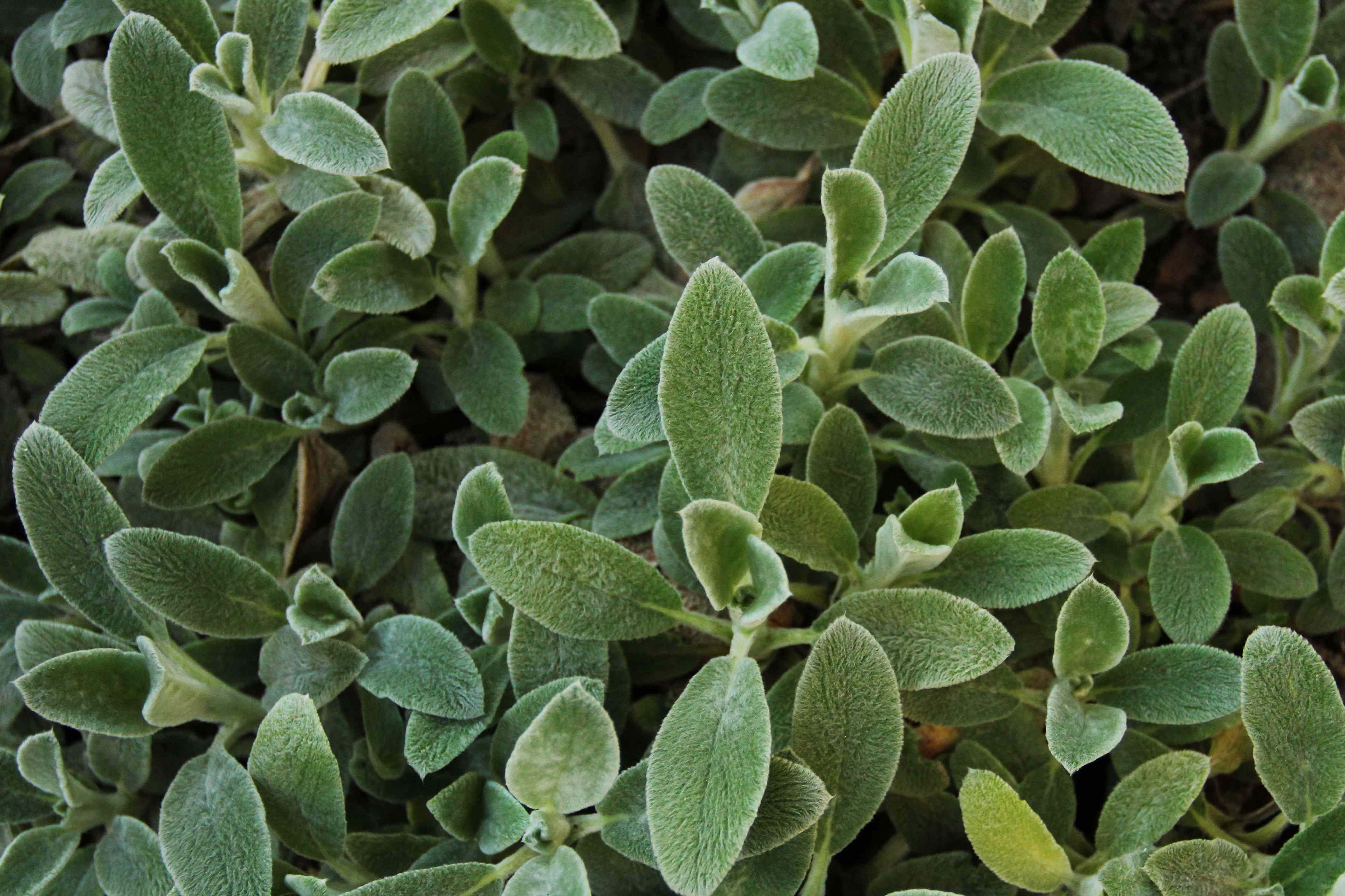 Landscapers say these groundcovers are underrated—they fill in fast and ...