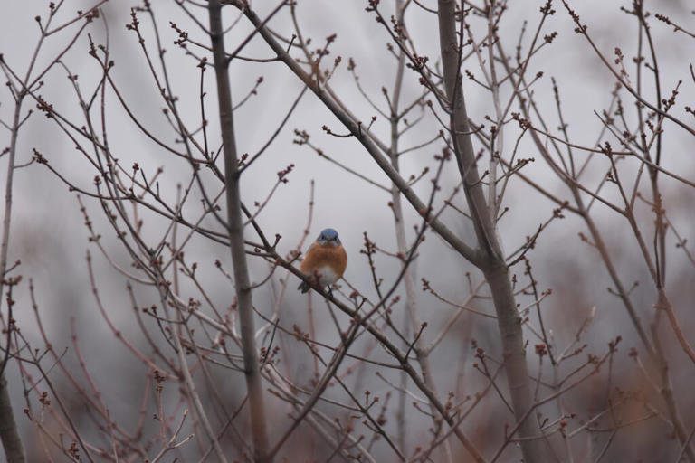 Inside/outside State College: May is the month for birding