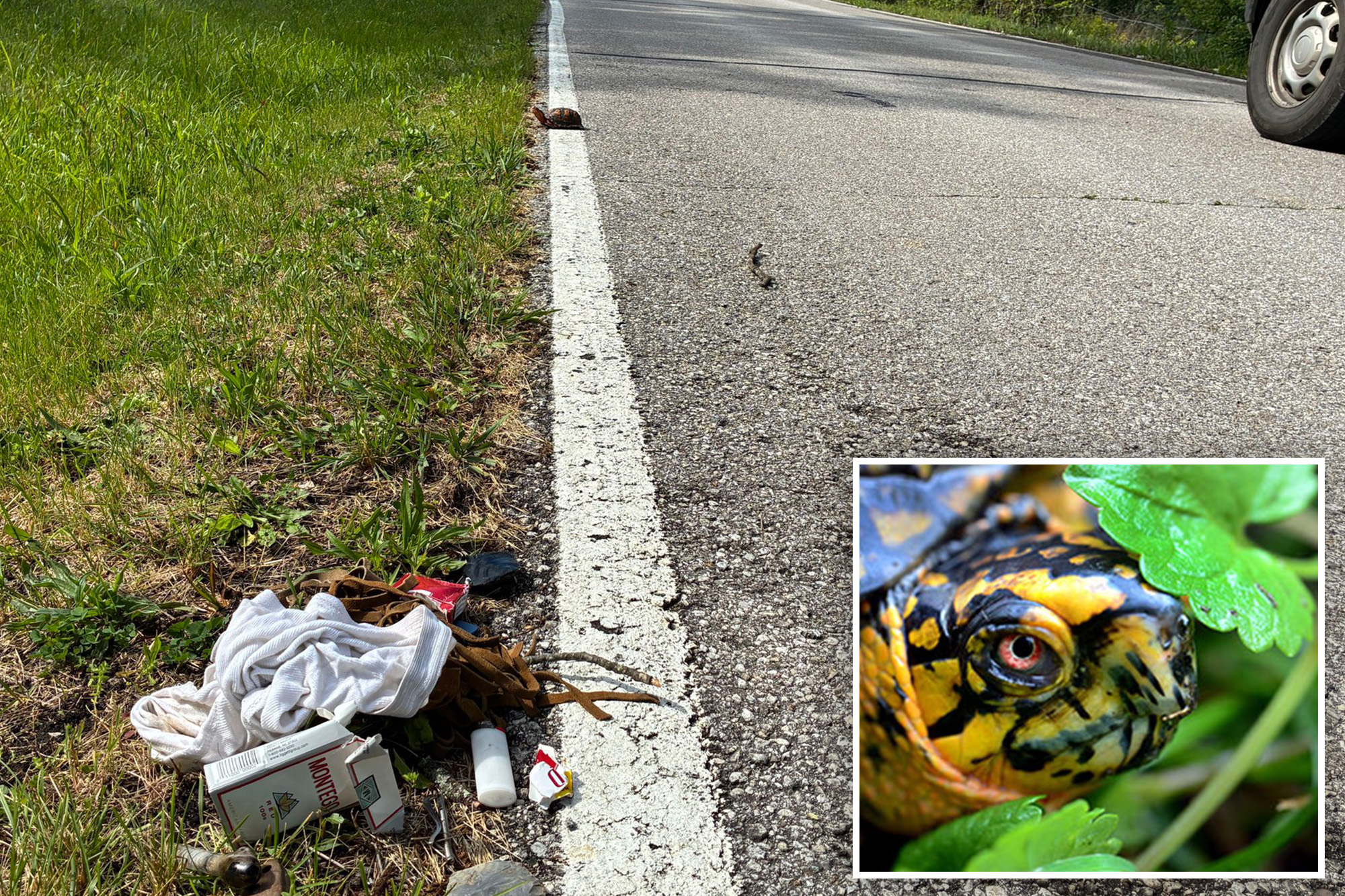 Indiana man seen dancing in roadway while cradling rare turtle arrested ...