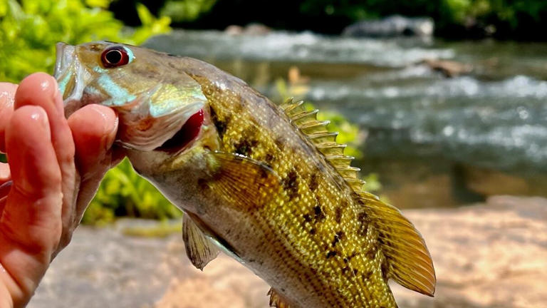 2026 Georgia DNR Bass Slam: Are you up for the challenge?