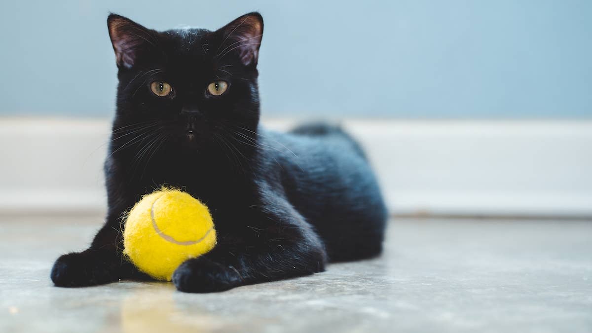 Deaf cat realizes his mom is home, and the sound he makes is melting hearts
