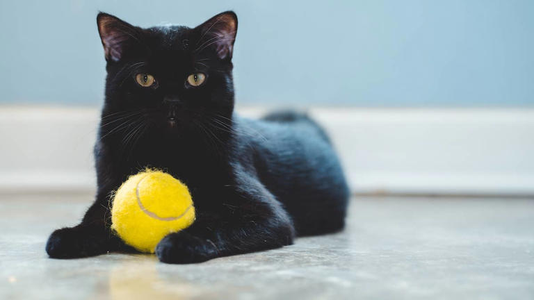 Deaf cat realizes his mom is home, and the sound he makes is melting hearts