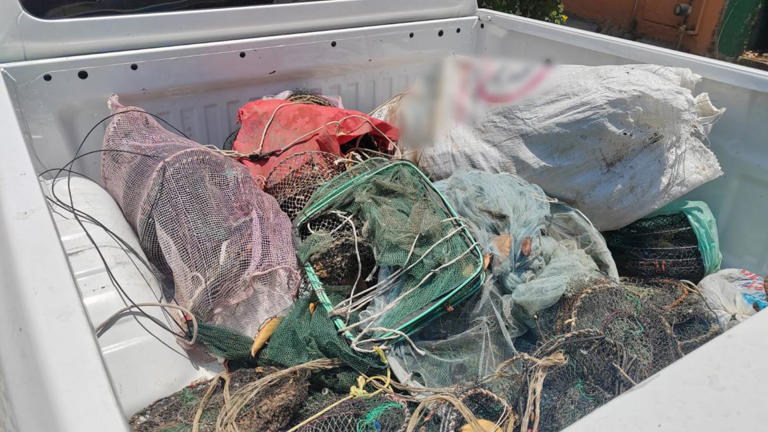 Tras denuncia, Profepa realiza acciones de protección para tortuga ...