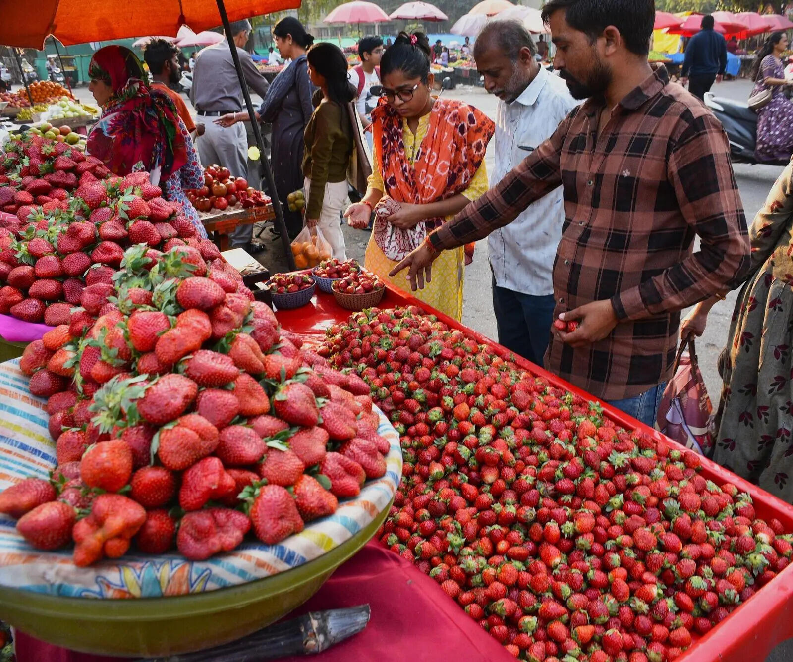 Dang emerges as Gujarat’s strawberry cultivation hub