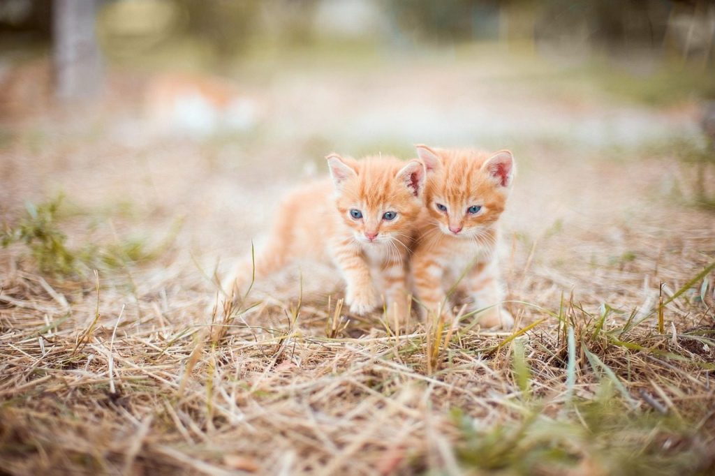 Why a mother cat adopted two extra kittens