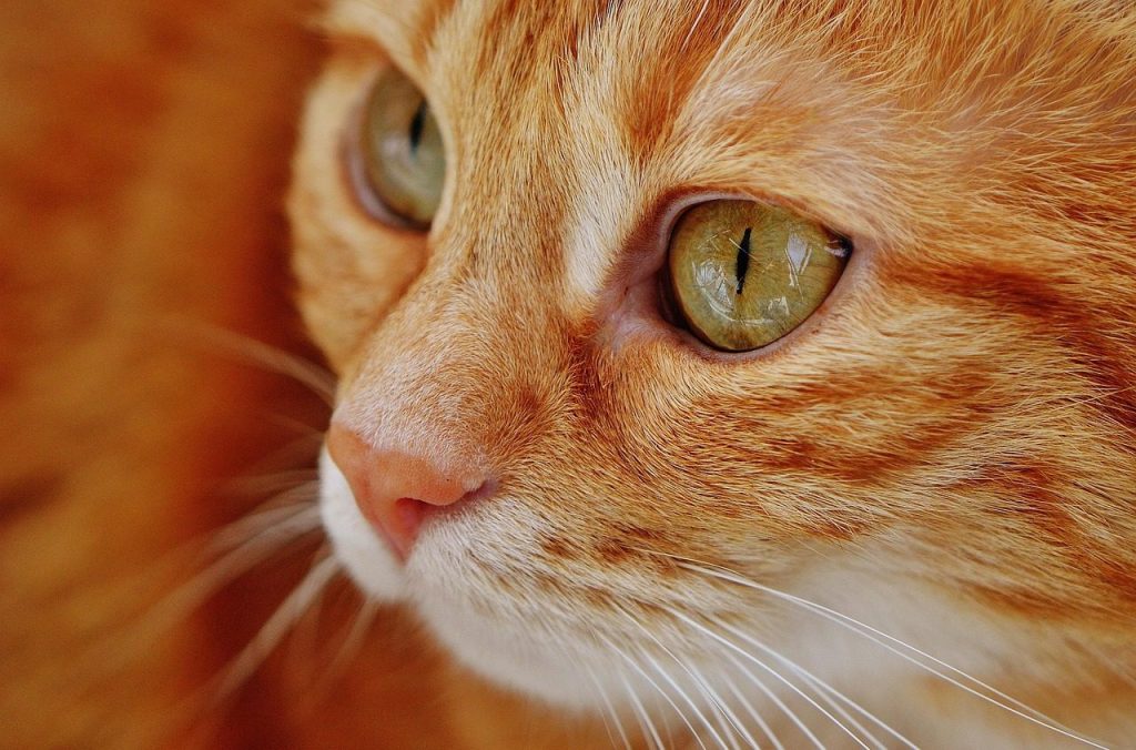 How a lonely cat survived eight months alone